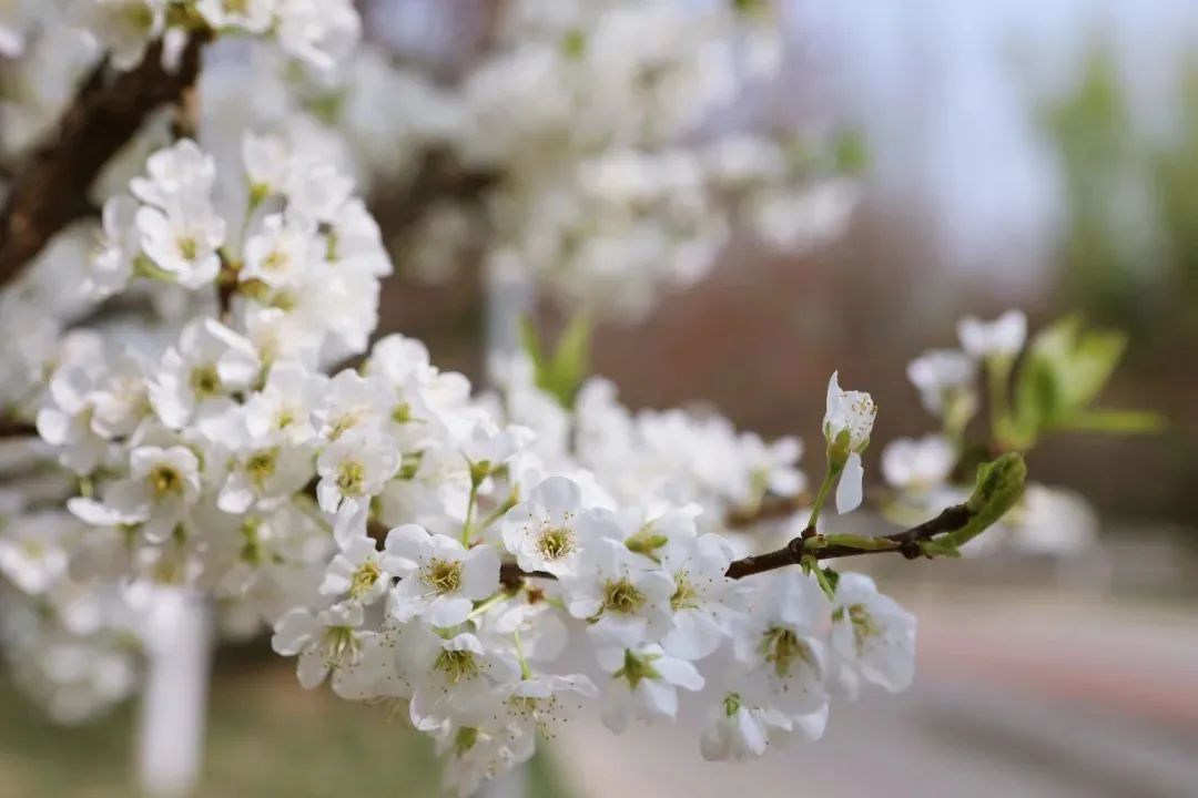 A Guide to Flowers Appreciation in Chaoyang District